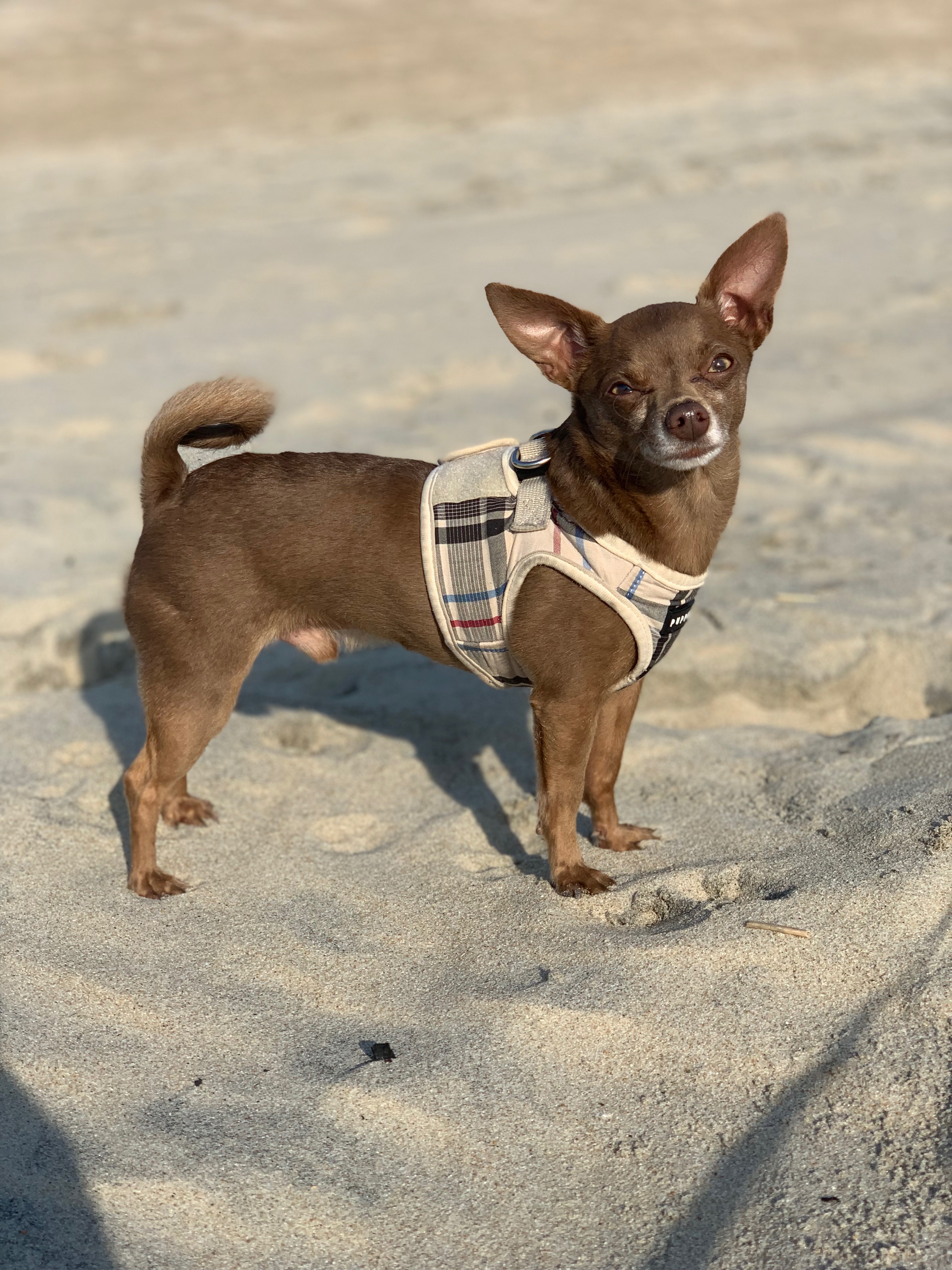 Pets - Adams Ocean Front Motel